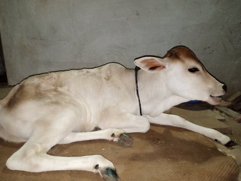 Nice pick a cow stock photo. Image of beautiful, pick - 219312318