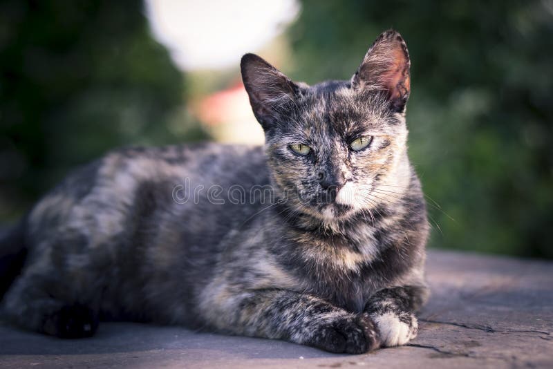 159 Kitty Blood Transfusion Stock Photos - Free & Royalty-Free Stock ...