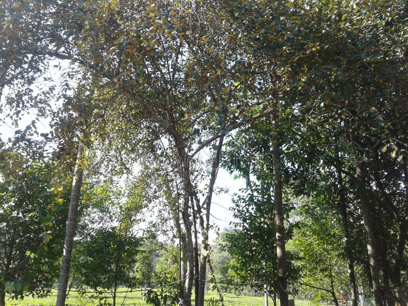 Beautiful jungle scenery stock photo. Image of beautiful - 134252906