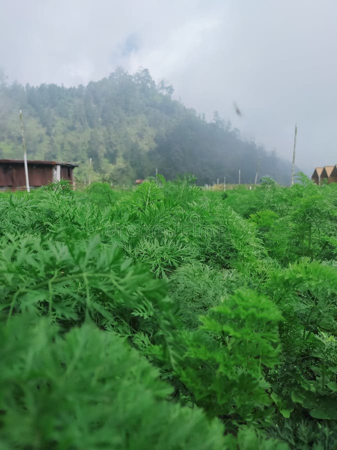 Nice Picture in Tawangmangu East Java Indonesia Stock Image - Image of ...