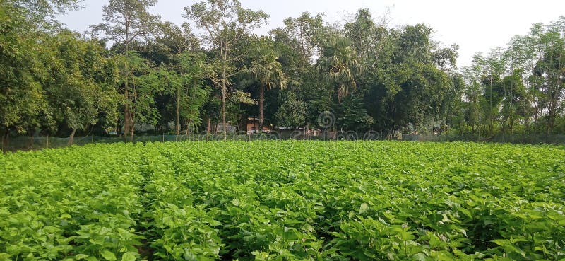 A Nice Picture of Unique Village Tree Stock Photo - Image of tree, nice ...