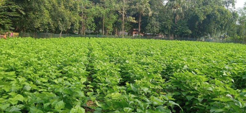 A Nice Picture of Unique Village Tree Stock Photo - Image of unique ...