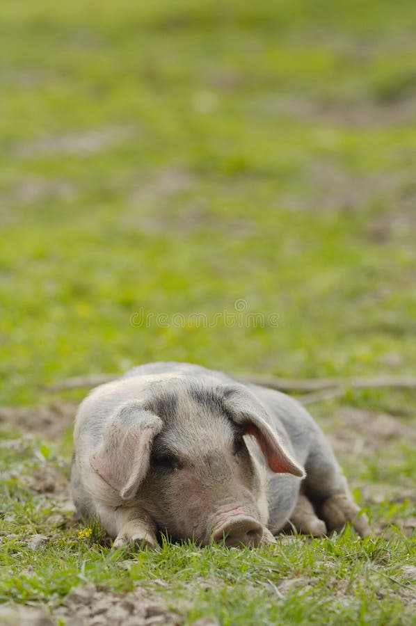 3,131 Sleeping Pig Stock Photos - Free & Royalty-Free Stock Photos from ...