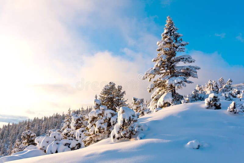 Nice pine in winter forest stock photo. Image of bright - 36699066