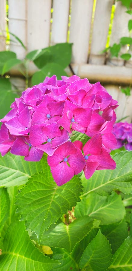 Ajisai stock image. Image of pink, japan, parc, ajisai - 118832409