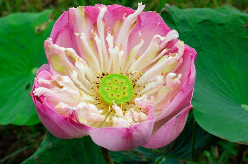 Nice pink lotus blossom stock photo. Image of nature - 38902264