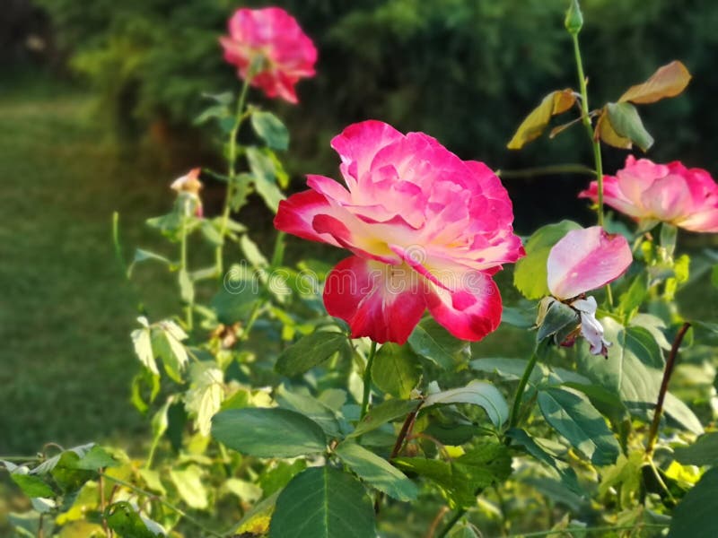 Nice Pink rose in garden stock photo. Image of garden - 154243492