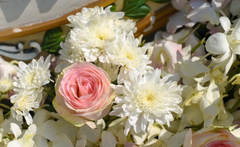 Nice Pink Rose with White Flower Stock Image - Image of bloom, outdoor ...