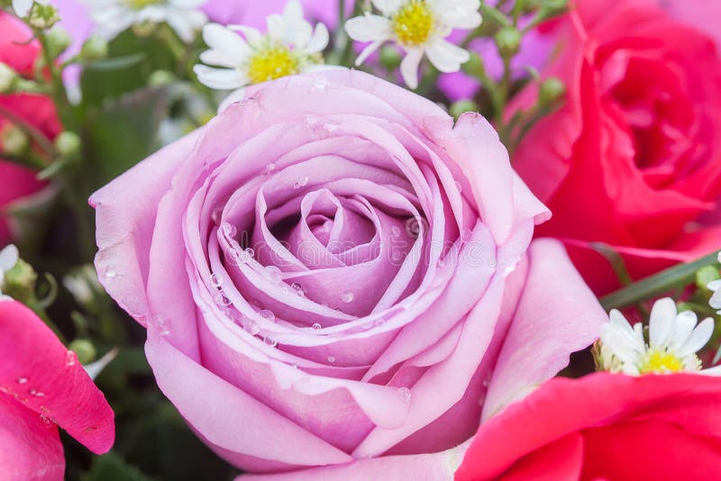 Nice Pink Roses in Celebration Concept Stock Photo - Image of ...