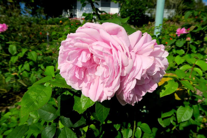2 Nice Pink Roses on the Tree Stock Image - Image of greeting, leaf ...