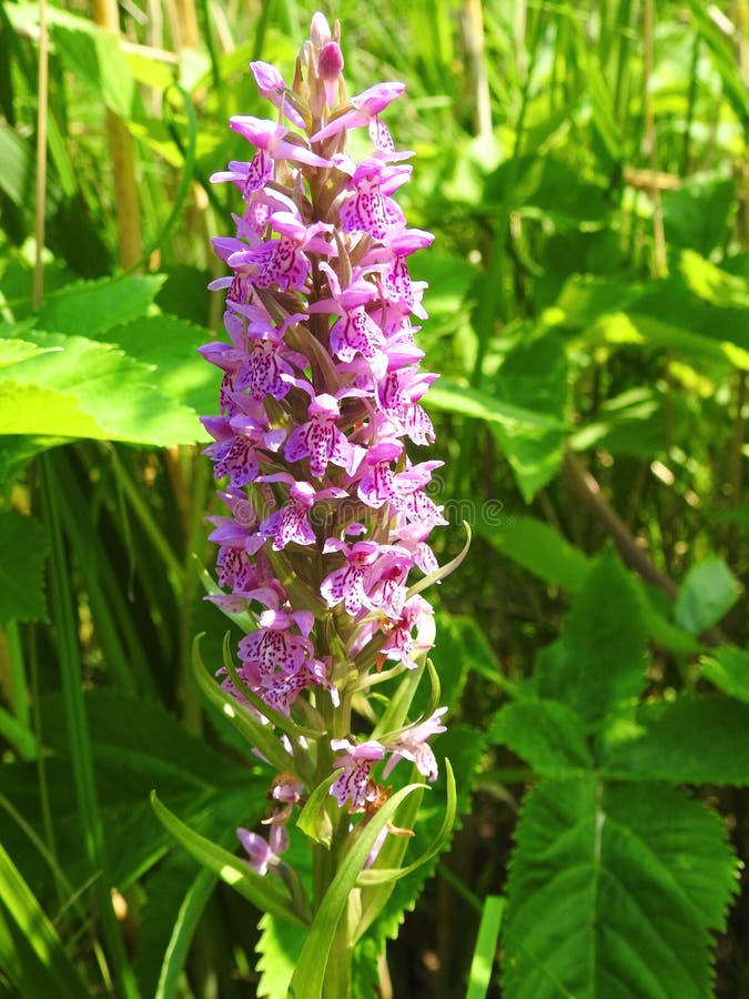 Beautiful Wild Pink Flower in Spring, Lithuania Stock Image - Image of ...