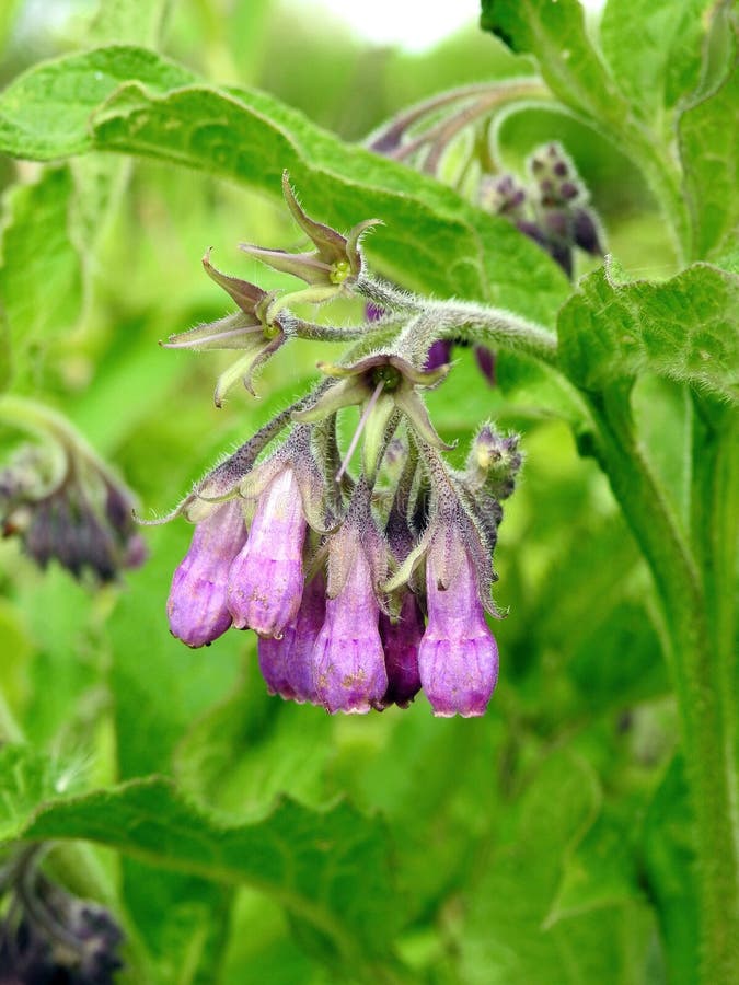 Beautiful Pink Wild Flower, Lithuania Stock Photo - Image of view ...