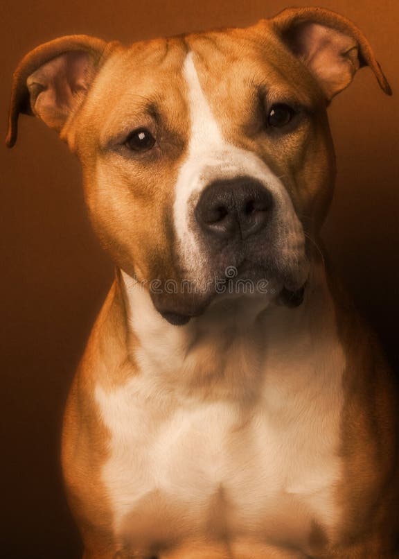 Nice pitbul stock photo. Image of pitbul, dogs, animal - 414612