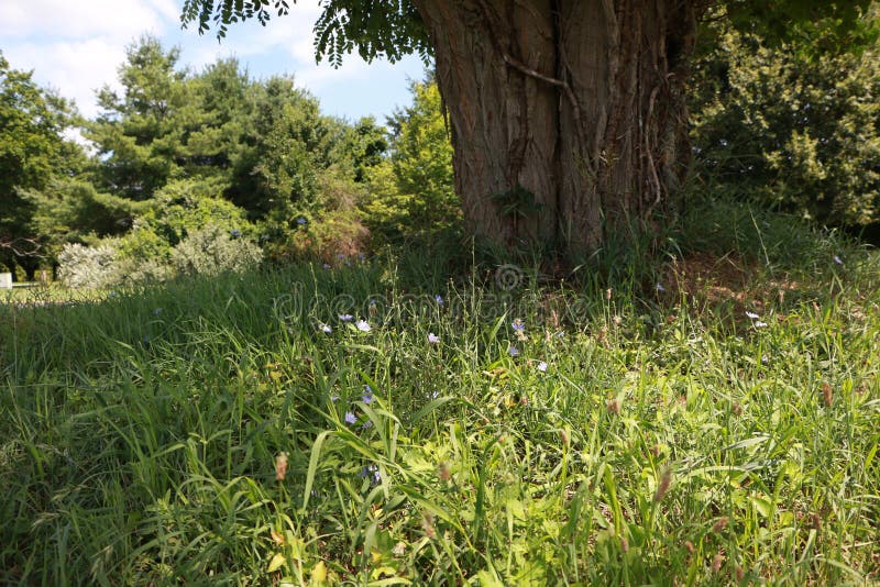 A Nice Place to Rest stock photo. Image of amazing, dandelion - 86745018