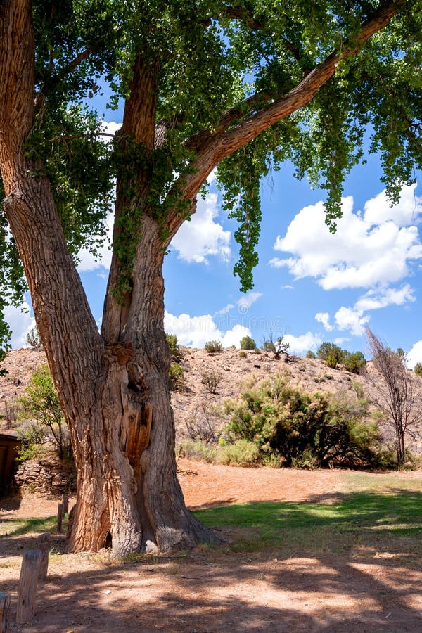 Nice Place To Sit Under a Tree Stock Photo - Image of summer, relax ...