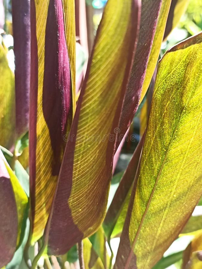 Nice plant stock image. Image of tree, nice, flower - 264188075