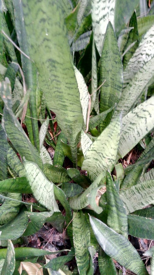 Nice plant stock photo. Image of plant, nice, beautiful - 121134422