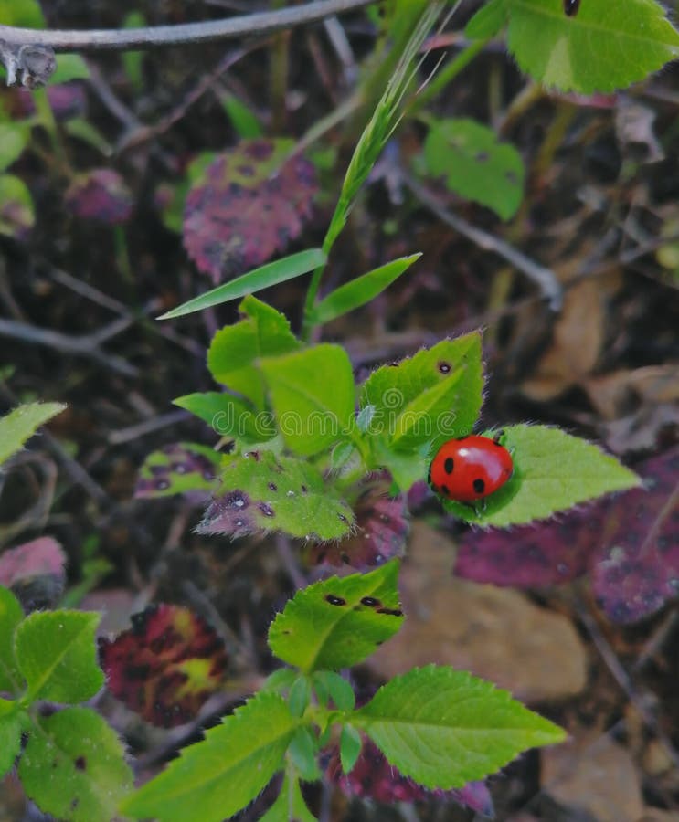 Nice plant and nice photo stock photo. Image of europe - 180719364