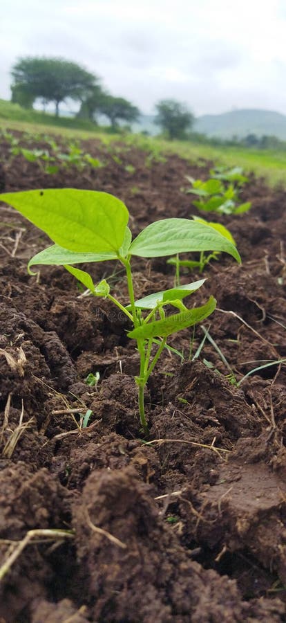 Nice plant in photo stock photo. Image of leaf, green - 230036386
