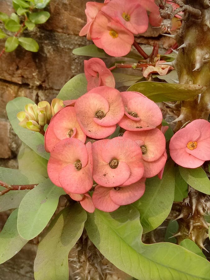 Nice Plant with Pink Colour Flower Stock Photo - Image of pink, nice ...