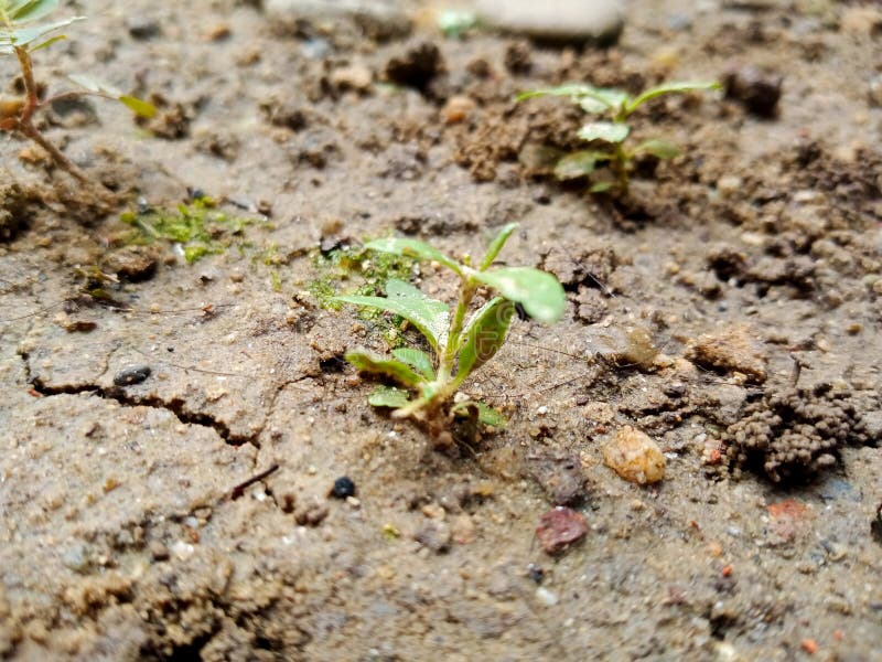 Nice Plant for Wallpaper on Your Cellphone Stock Photo - Image of plant ...