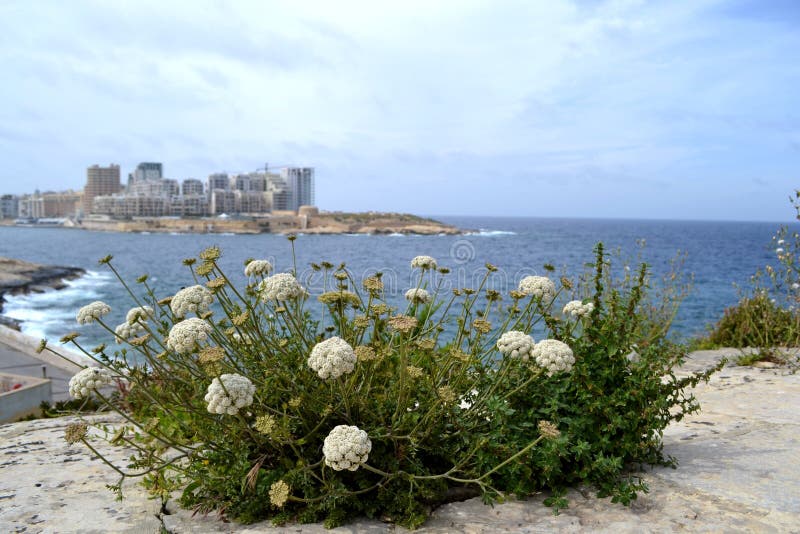 Nice Plants Grow from Joint Stock Image - Image of growing, ocean ...