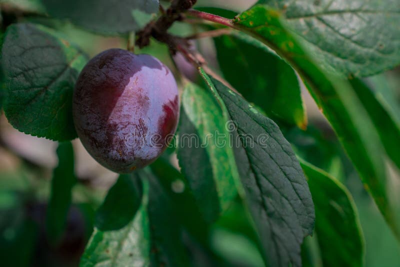 Nice Plum Fruit on the Tree in Sunshine Stock Photo - Image of natural ...