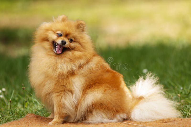 Nice Pomeranian Cute Little Dog is Sitting Stock Photo - Image of ...