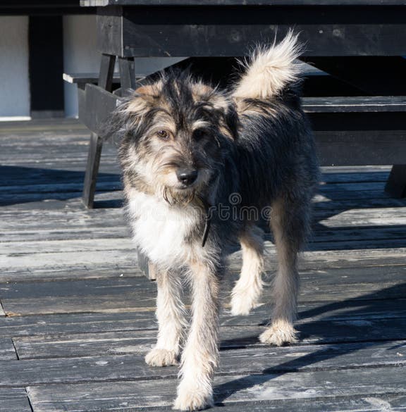 Nice pooch stock image. Image of wood, tail, shaggy, structure - 54277849