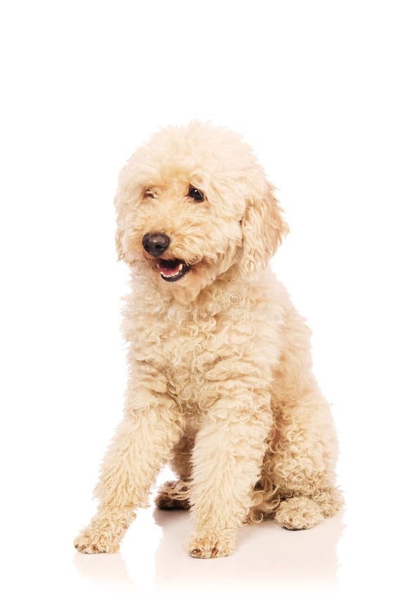 The Nice Poodle Dog Isolated on White Stock Photo - Image of portrait ...