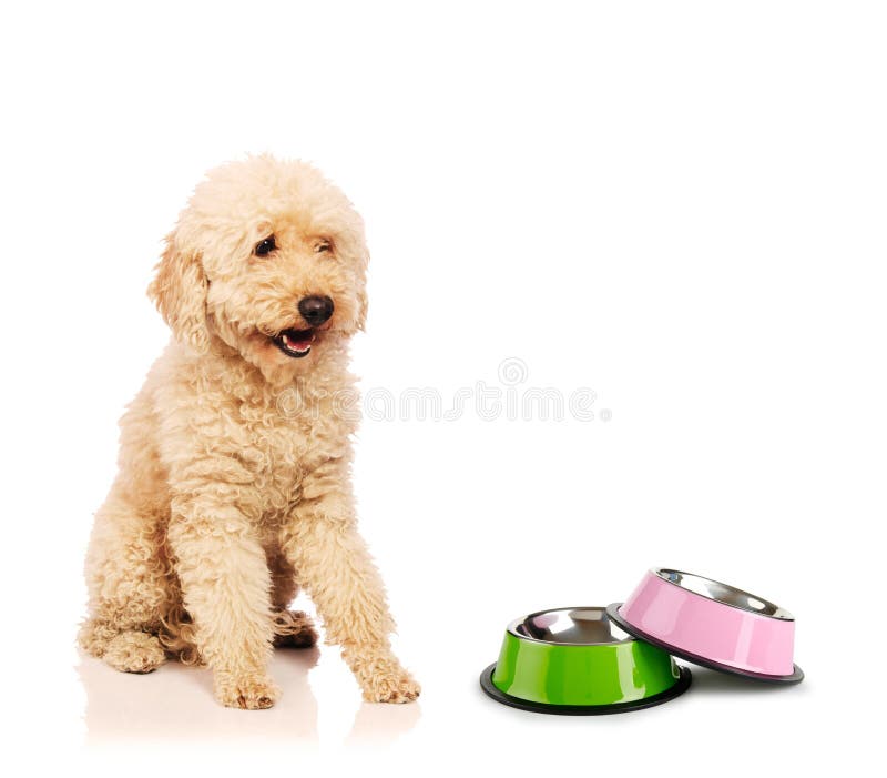 The Nice Poodle Dog Isolated on White Stock Photo - Image of food ...