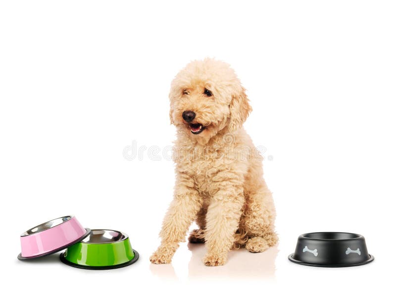 The Nice Poodle Dog Isolated on White Stock Image - Image of happy ...