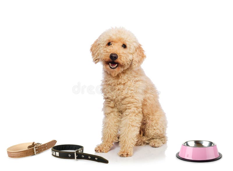 The Nice Poodle Dog Isolated on White Stock Image - Image of funny ...