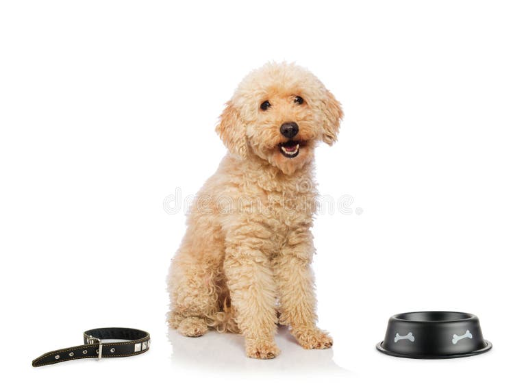 The Nice Poodle Dog Isolated on White Stock Photo - Image of funny ...