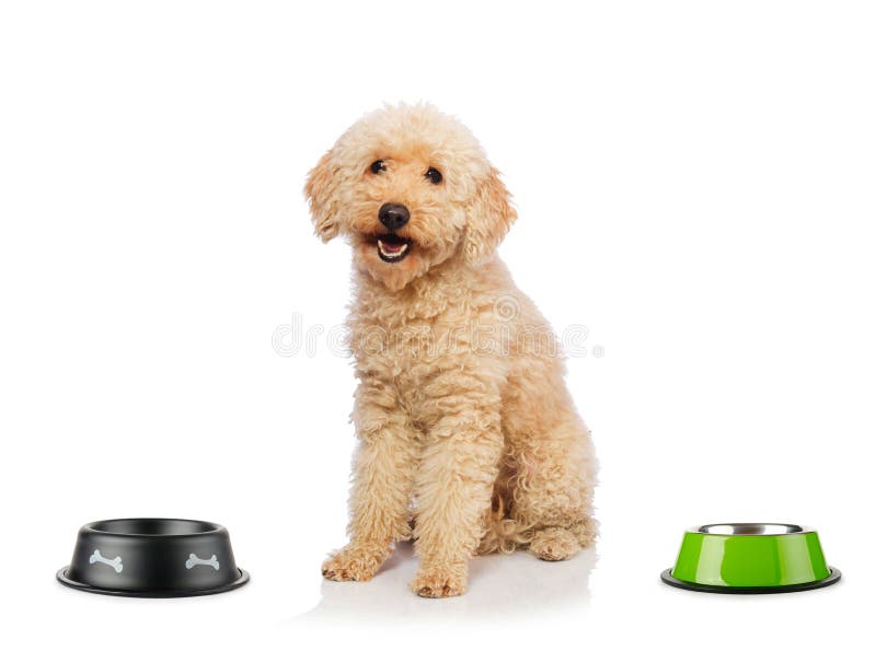 The Nice Poodle Dog on White Stock Photo - Image of doggy, domestic ...