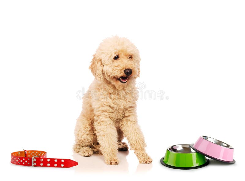 The Nice Poodle Dog on White Stock Image - Image of breed, lead: 78346309