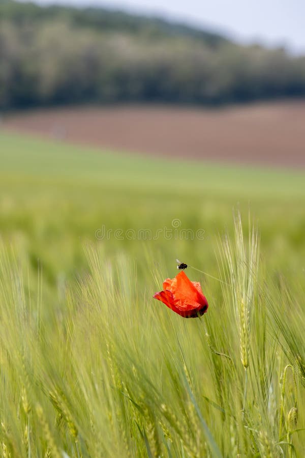 Nice Poppy Flower in the Cereal Field in Springtime Stock Photo - Image ...