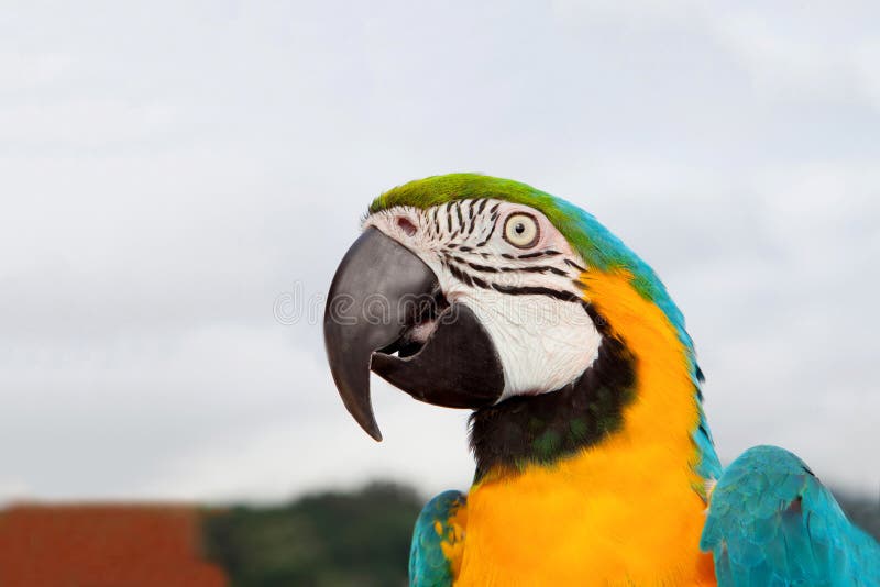 Portrait of parrot bird stock photo. Image of parrot - 154309594