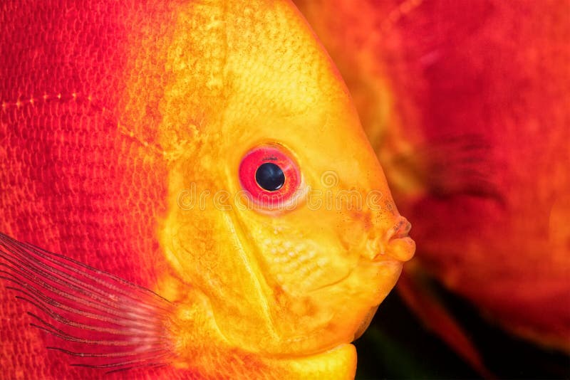 Nice Portrait of Red-orange Discus Fish Stock Image - Image of ...