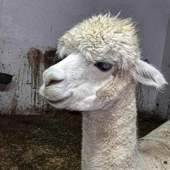 Nice Portrait of a Young Lama Stock Photo - Image of andes, farm: 321774868