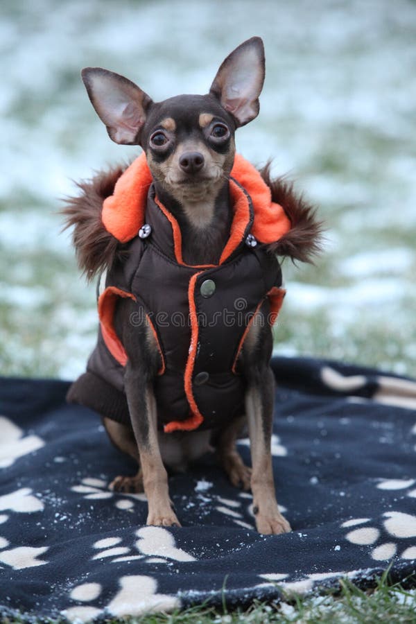 Nice Prague Ratter with Dog Clothes in Winter Stock Image - Image of ...