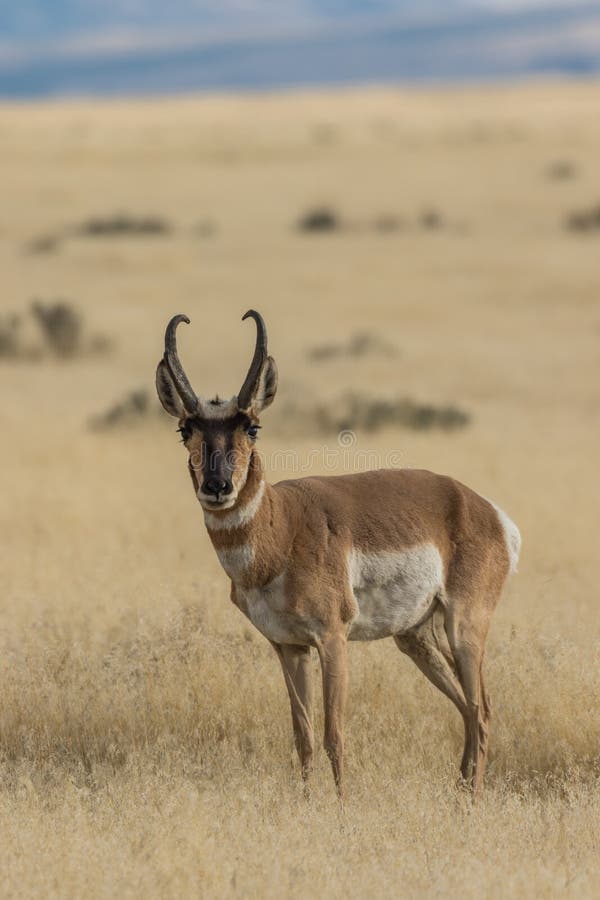 Nice Pronghorn Buck on the Prairie Stock Image - Image of mammal ...