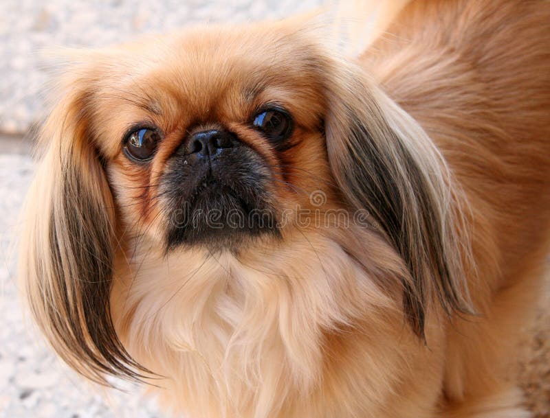 Nice Pug-dog 2 stock image. Image of sofa, portrait, four - 1355585