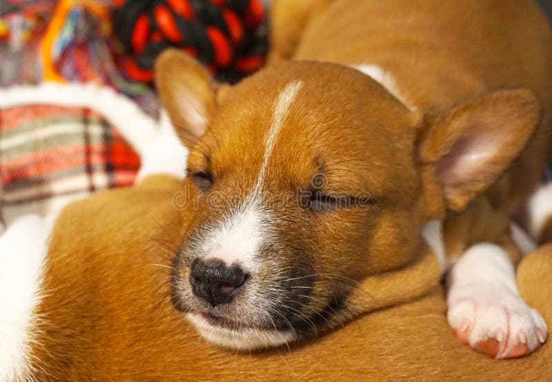 Nice puppy asleep stock image. Image of hoof, puppy - 162172521