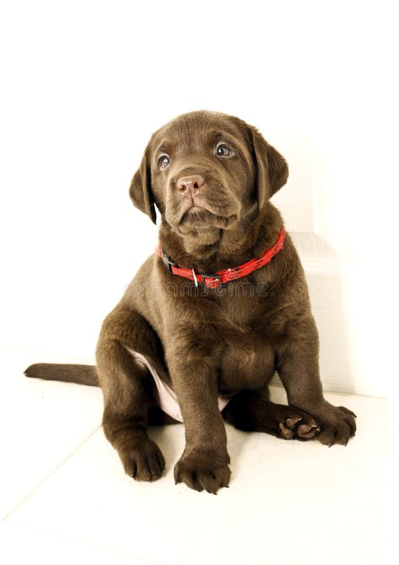 Nice puppy dog stock image. Image of muffle, home, neckband - 16927393