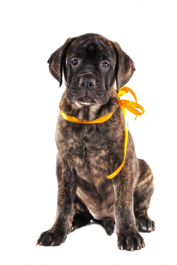 Nice Puppy Sitting stock photo. Image of white, puppy - 14565338