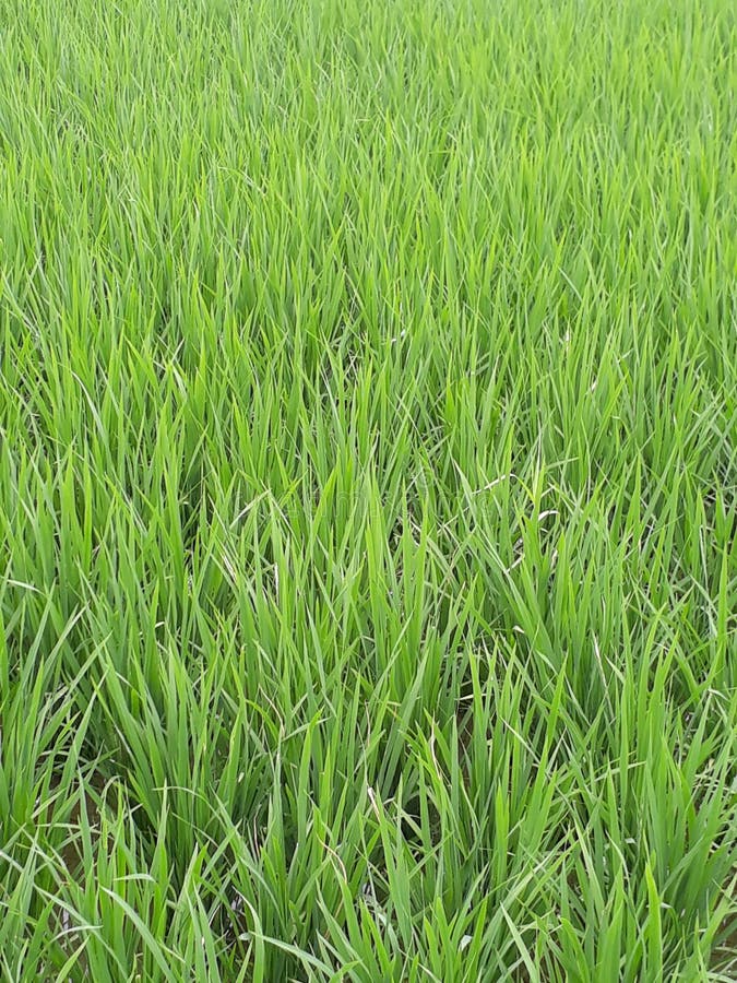 Nice Purdy Tree in Indian Village Purdy Stock Image - Image of ...