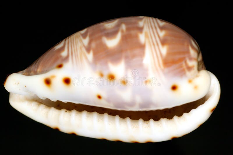 Shell Picture. Image: 7897238