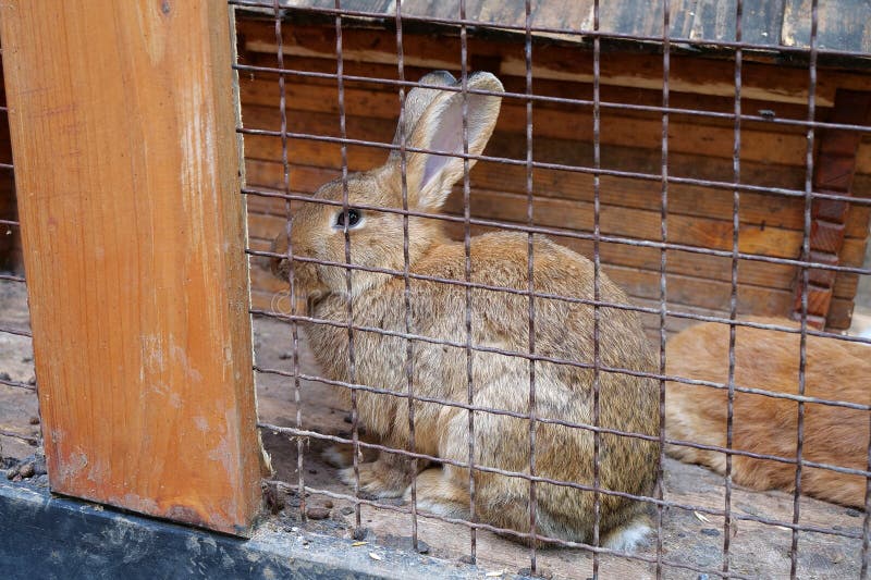 Nice rabbit in the cage stock photo. Image of exotic - 271713762
