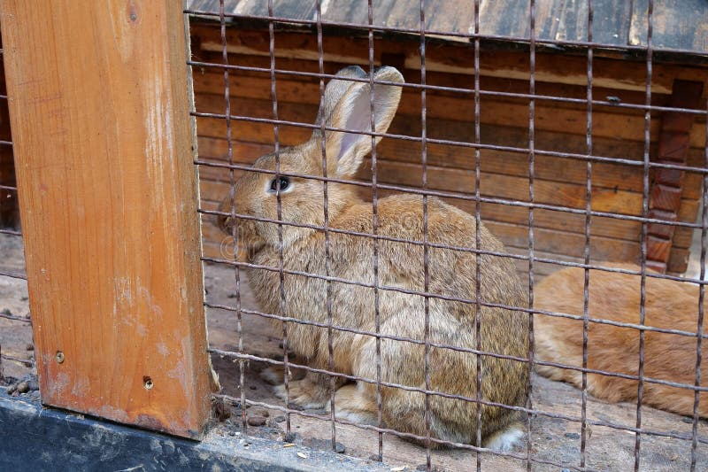 Nice rabbit in the cage stock image. Image of funny - 274224265